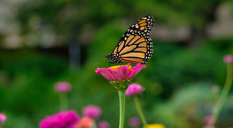 Pollinators vs. Non-Pollinators