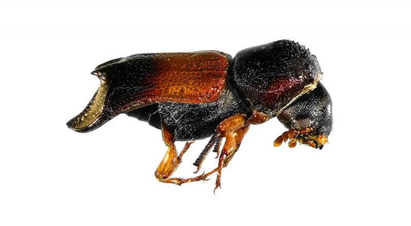 What Are Powderpost Beetles?