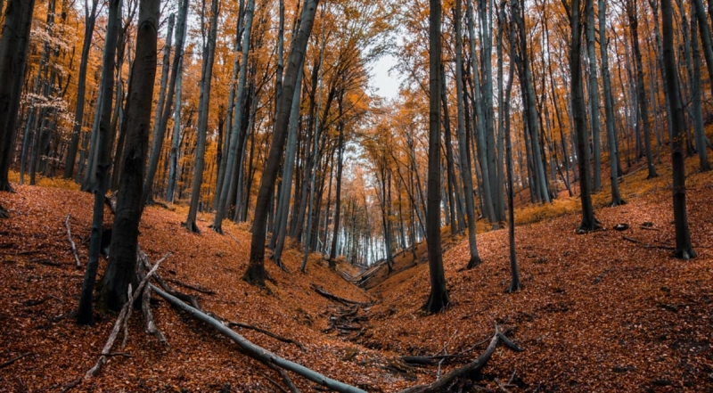 Fall Pest Infestations and What to Do About Them