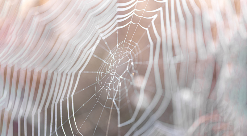 4 Reasons Why Spiders Are Important