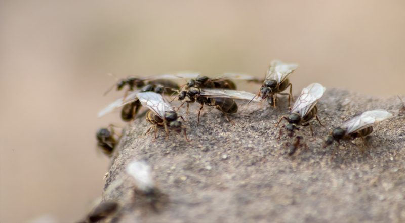 How to Handle Flying Ants in Your Home: Identification, Prevention, and ...
